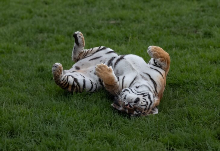 Der Tiger im Gewerbegebiet